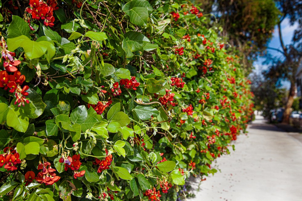 Living fences: Using plants to define your boundaries – With Mara ...