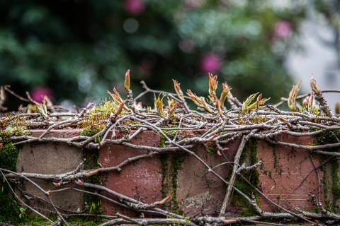 Living fences: Using plants to define your boundaries – With Mara ...