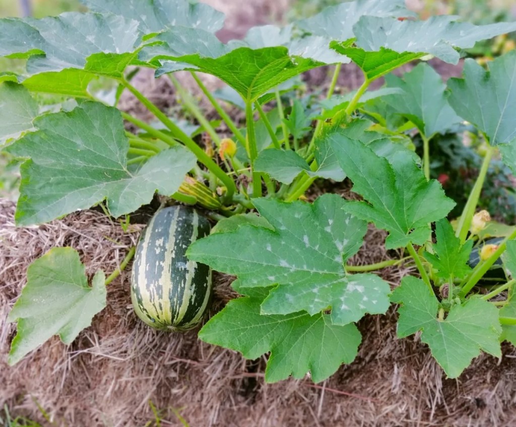 Strawbale Gardens - Permaculture Australia