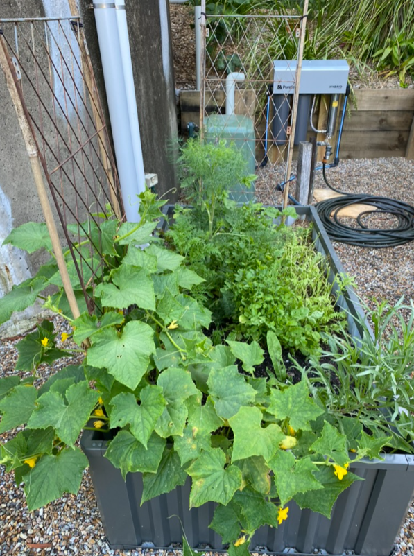 WaterUps Oasis 1680 Wicking Bed review - Permaculture Australia