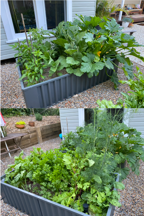 WaterUps Oasis 1680 Wicking Bed review - Permaculture Australia