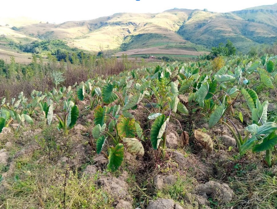 Saving a cultural tuber in Zimbabwe - Permaculture Australia