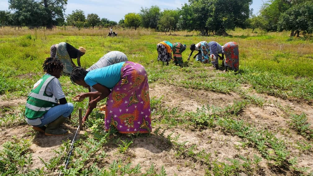 One Woman Ten Trees Project - Permaculture Australia